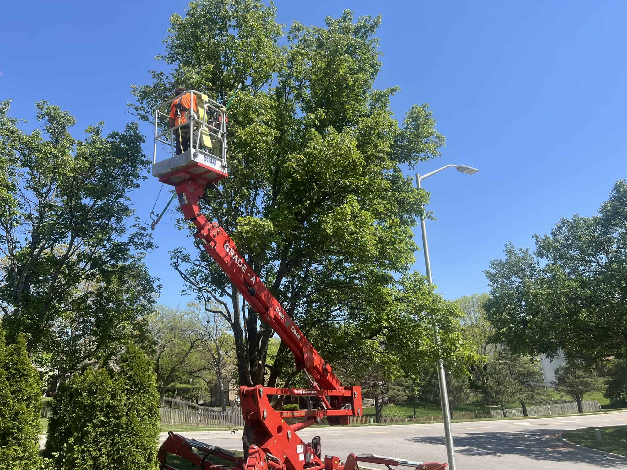Understanding the Need for Tree Removal: Key Reasons and Considerations