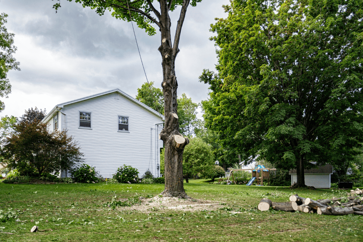 Post-Tree Removal: Tips for Landscape Restoration in Kansas City ...